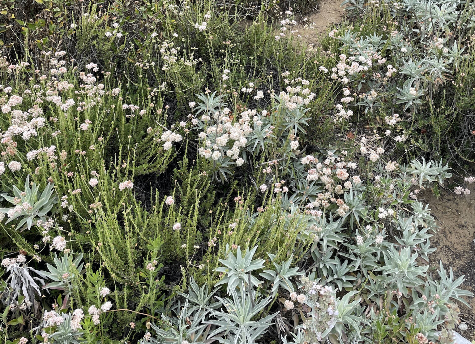 Buckwheat: All About Growing Eriogonum, a Native California Plant