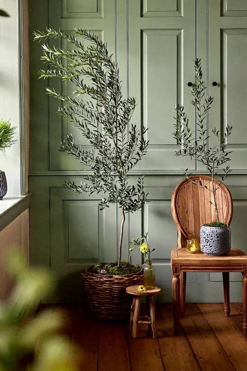 Olive Trees: Everything You Need to Know About Growing Them