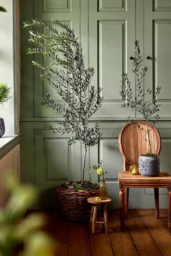 Olive Trees: Everything You Need to Know About Growing Them