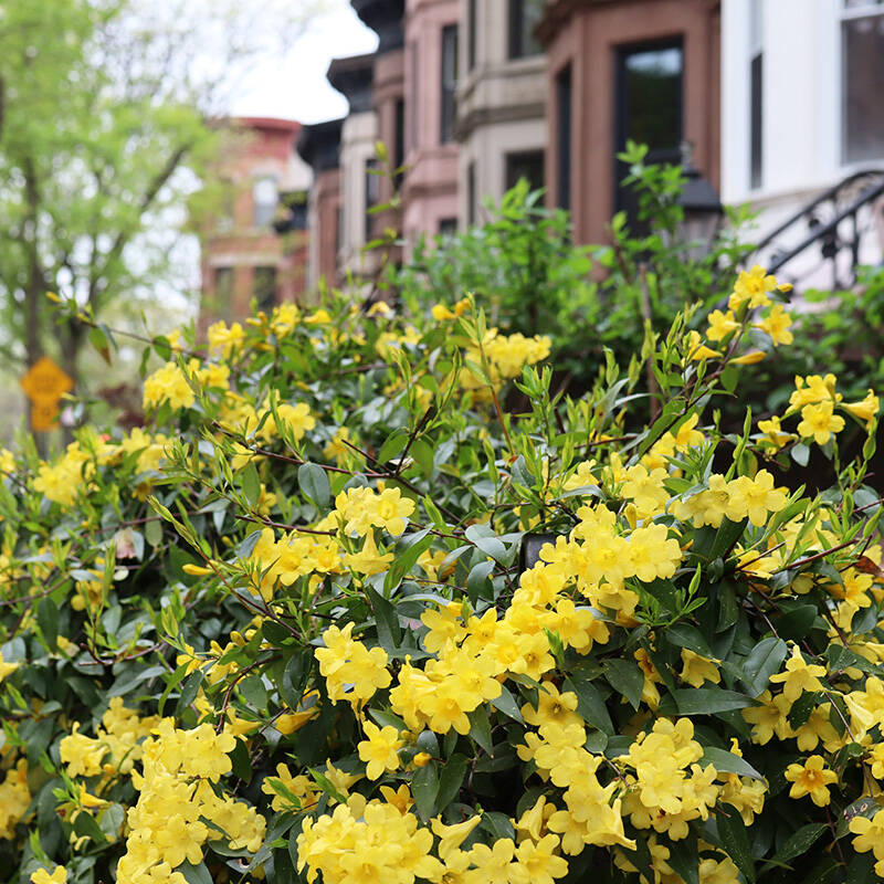 Joe Pye Weed: A Pollinator-Friendly Native Perennial