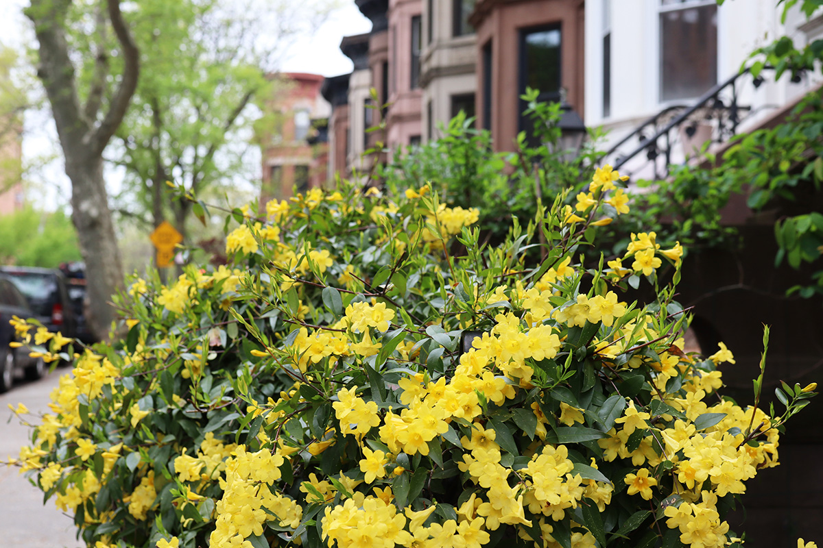 Yellow Jasmine Flower Plant