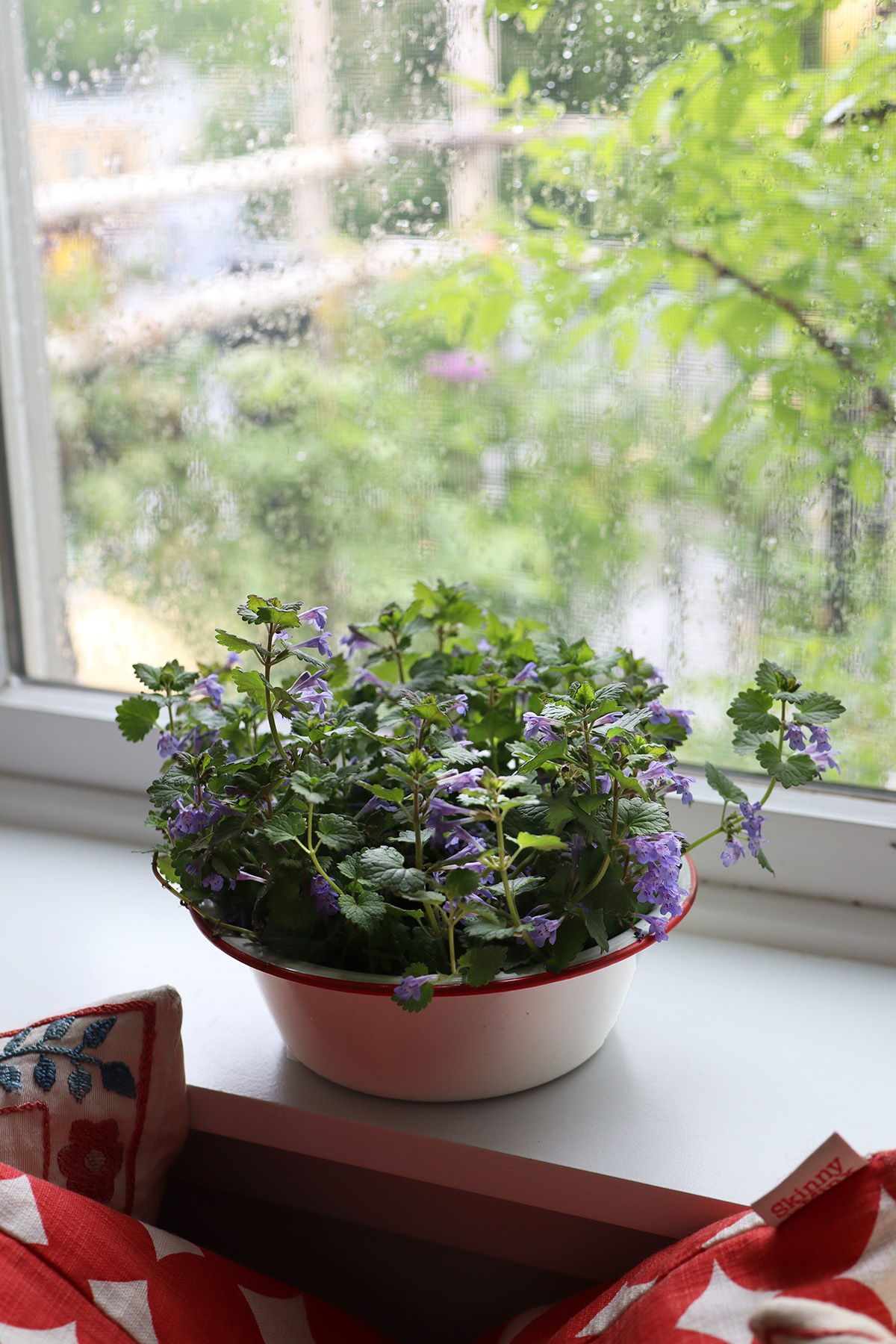 Ground Ivy: This Pretty Weed that Grows on Lawns Is Edible