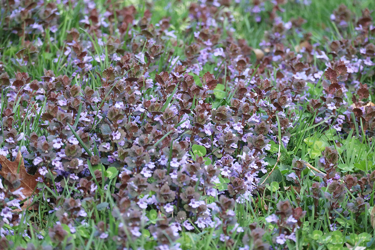 Ground Ivy: This Pretty Weed that Grows on Lawns Is Edible