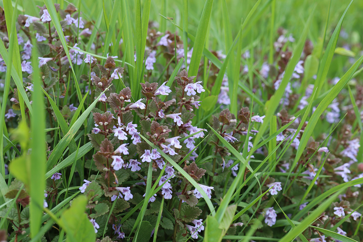 Ground Ivy: This Pretty Weed that Grows on Lawns Is Edible