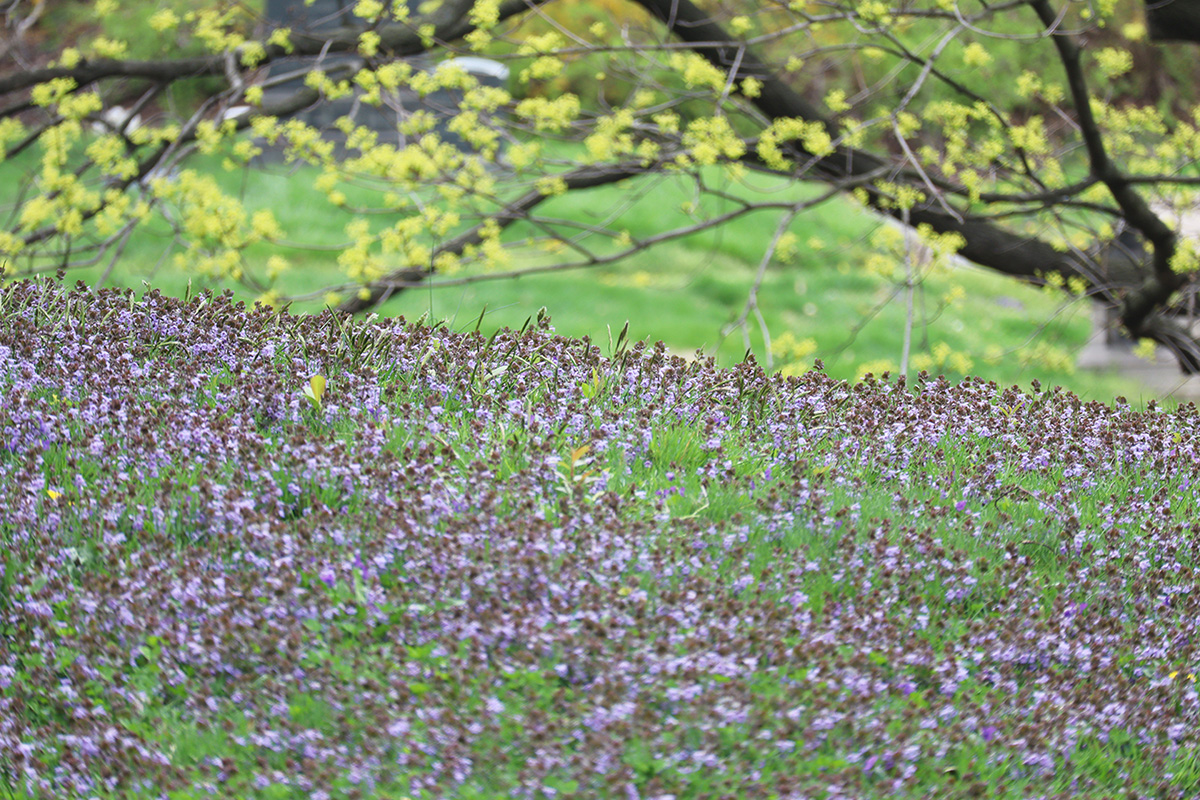 Ground Ivy: This Pretty Weed that Grows on Lawns Is Edible