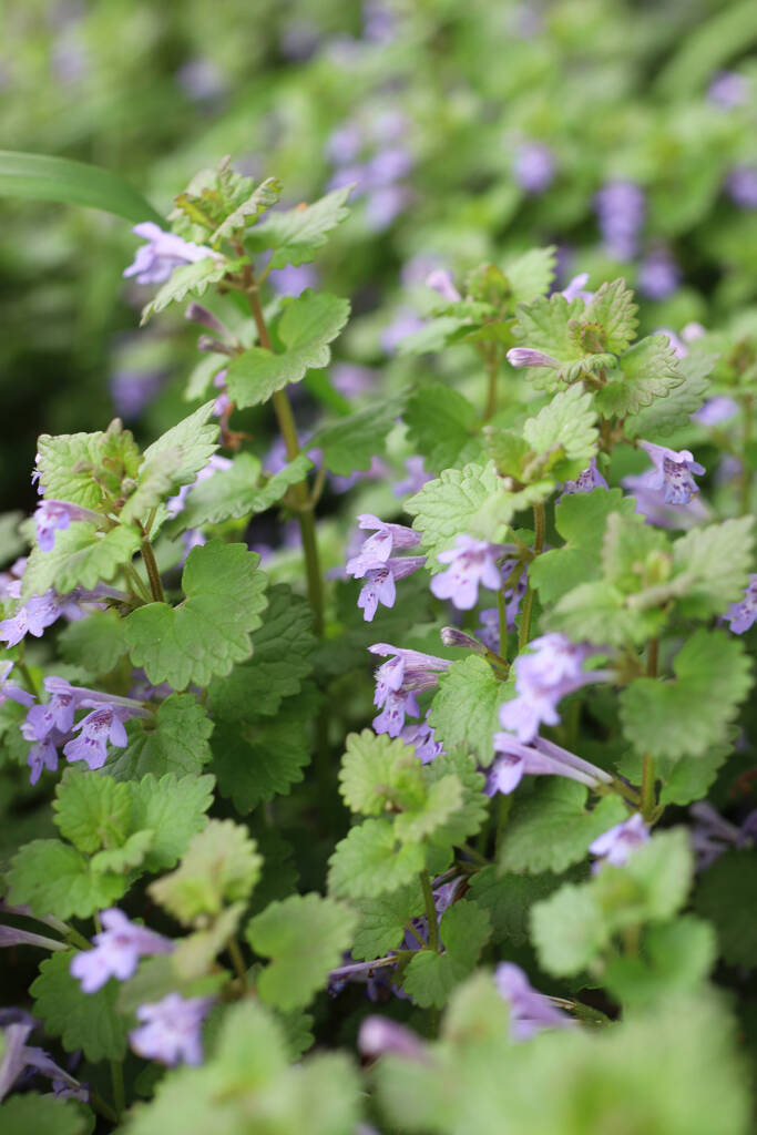 Ground Ivy: This Pretty Weed that Grows on Lawns Is Edible
