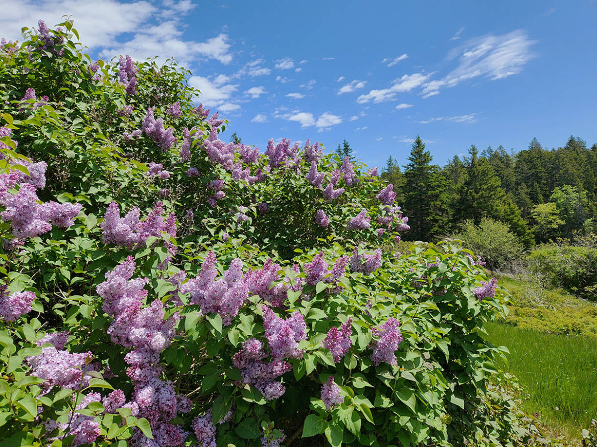 Lilac Honey: A Delicious Infusion Recipe that Captures Lilacs' Heady Scent
