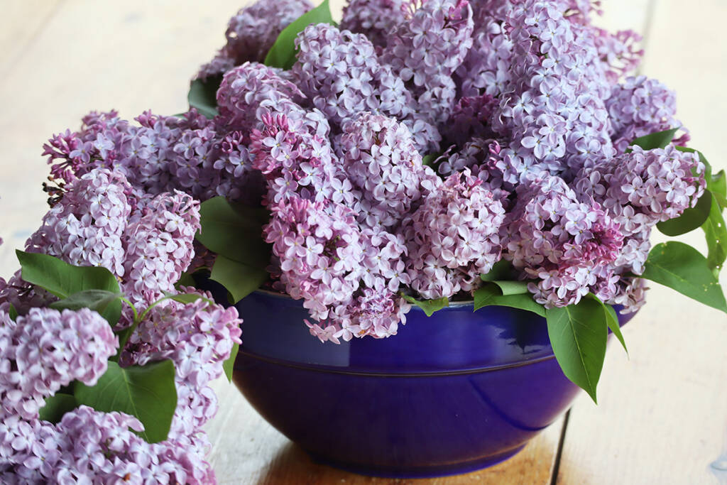 Lilac Honey: A Delicious Infusion Recipe that Captures Lilacs' Heady Scent