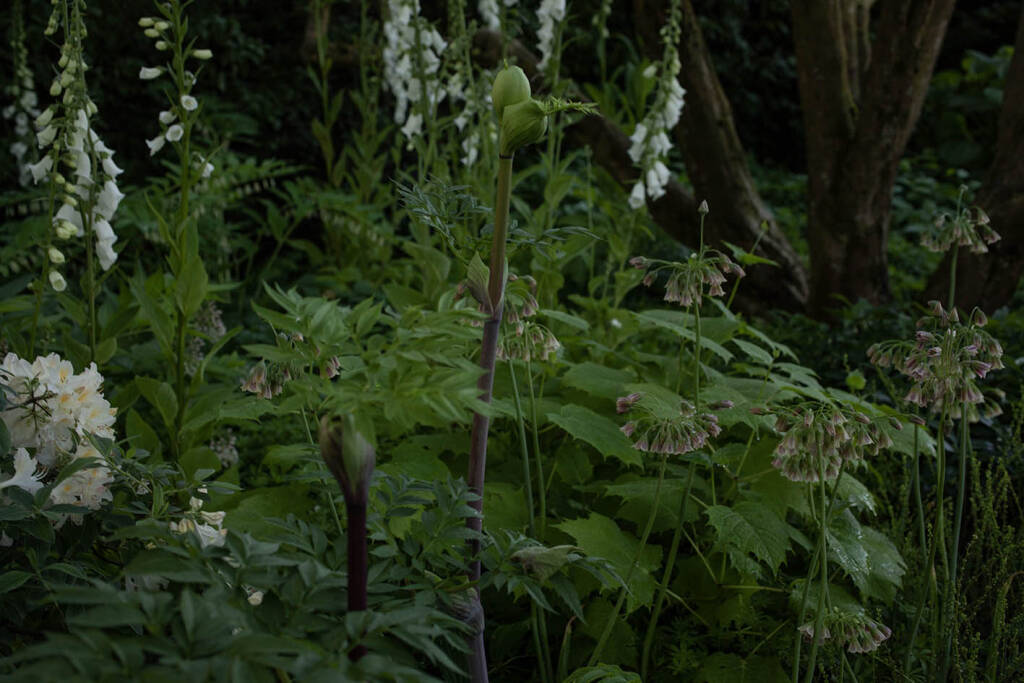 Tom Stuart Smith's Garden at the 2024 Chelsea Flower Show