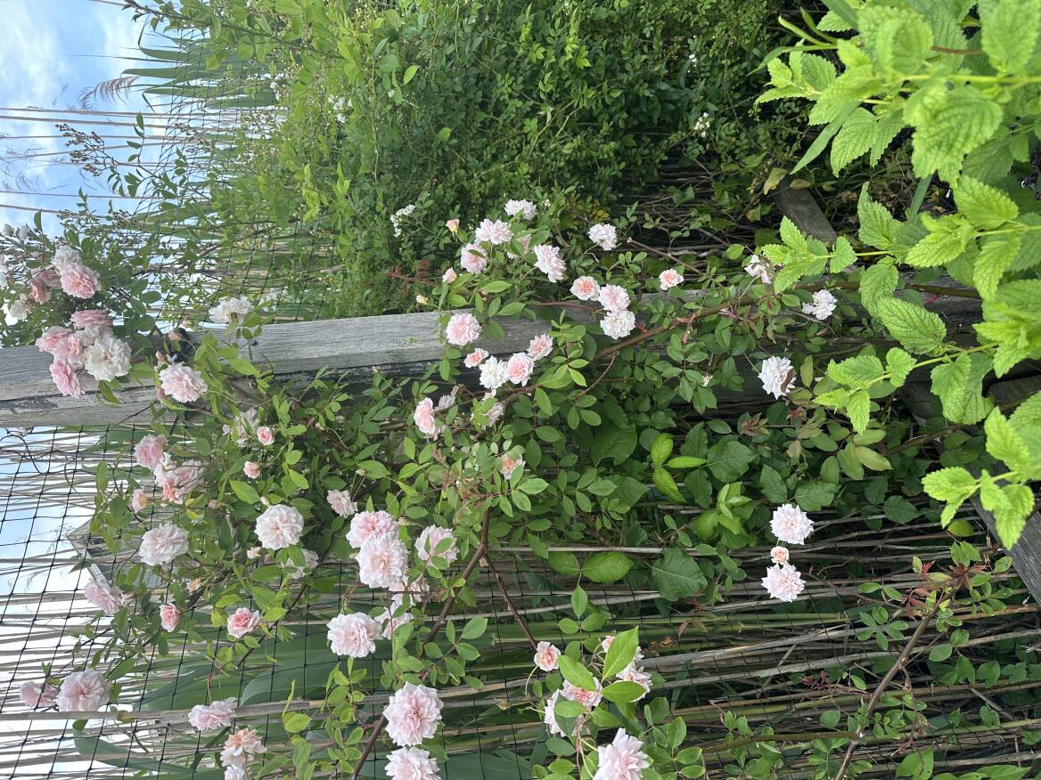 Alex Bates: An Interview with the Cofounder of Bloomist and Avid Gardener