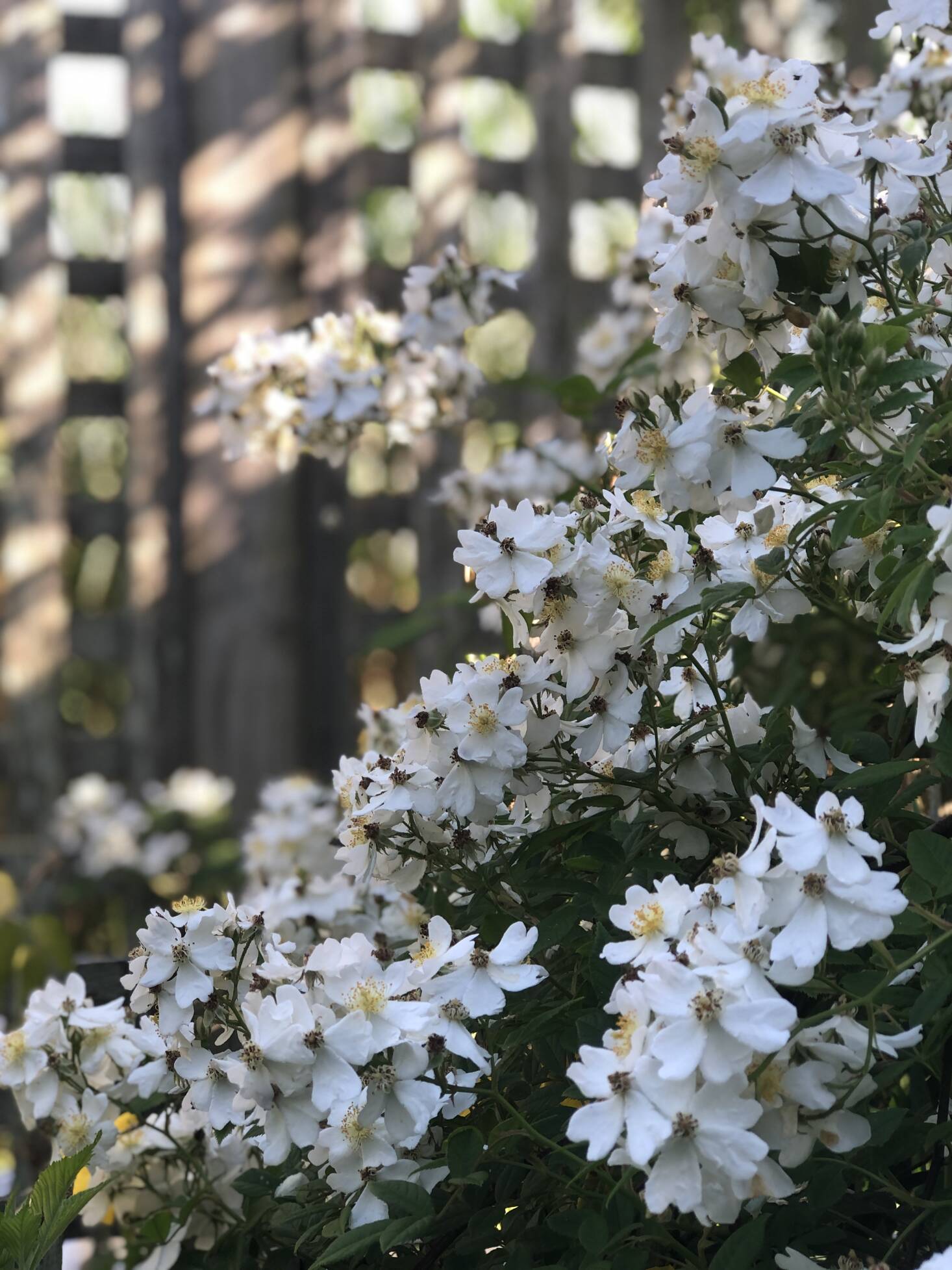 Alex Bates: An Interview with the Cofounder of Bloomist and Avid Gardener