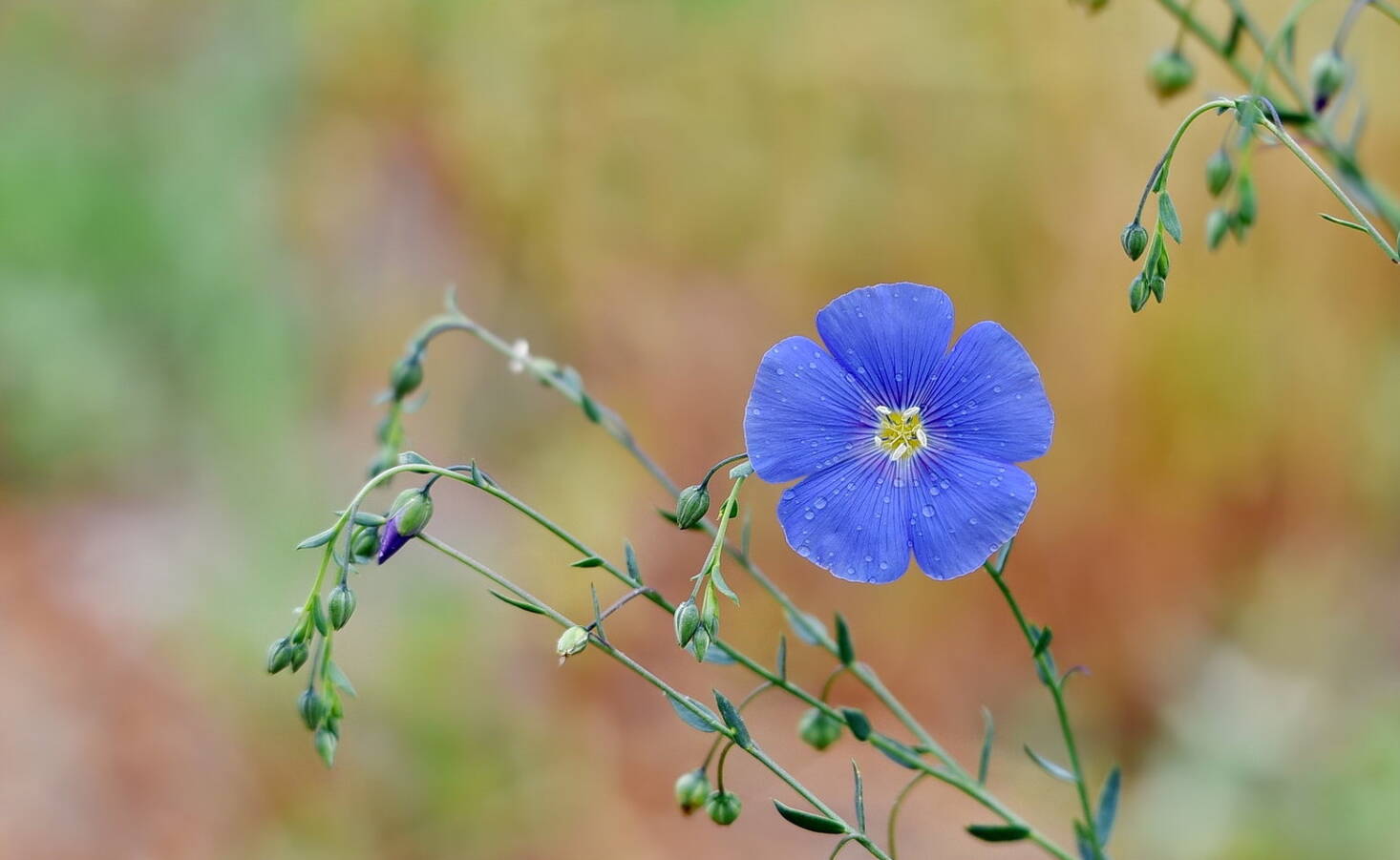 Blue Flax: How to Grow and Care for Linum Lewisii, A Wildflower Native ...