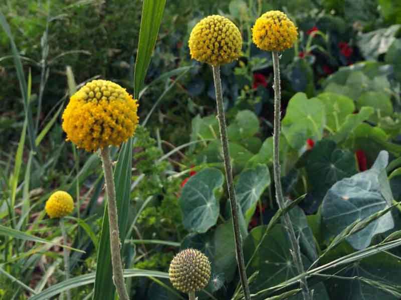 Craspedia Flower / Billy Buttons / Sun Ball