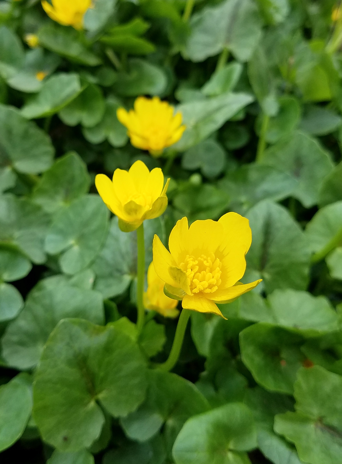 Marsh Marigold: A Native Alternative to Invasive Lesser Celandine