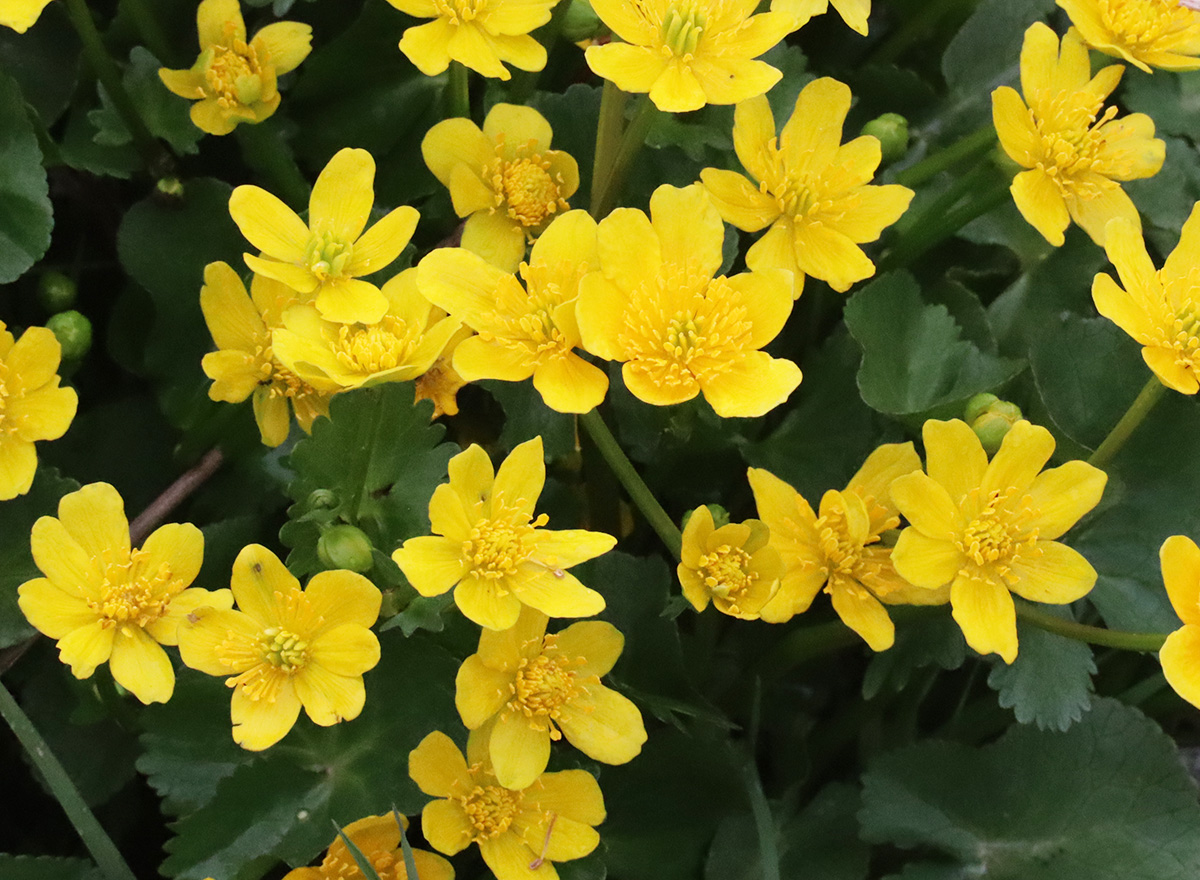 Marsh Marigold: A Native Alternative to Invasive Lesser Celandine