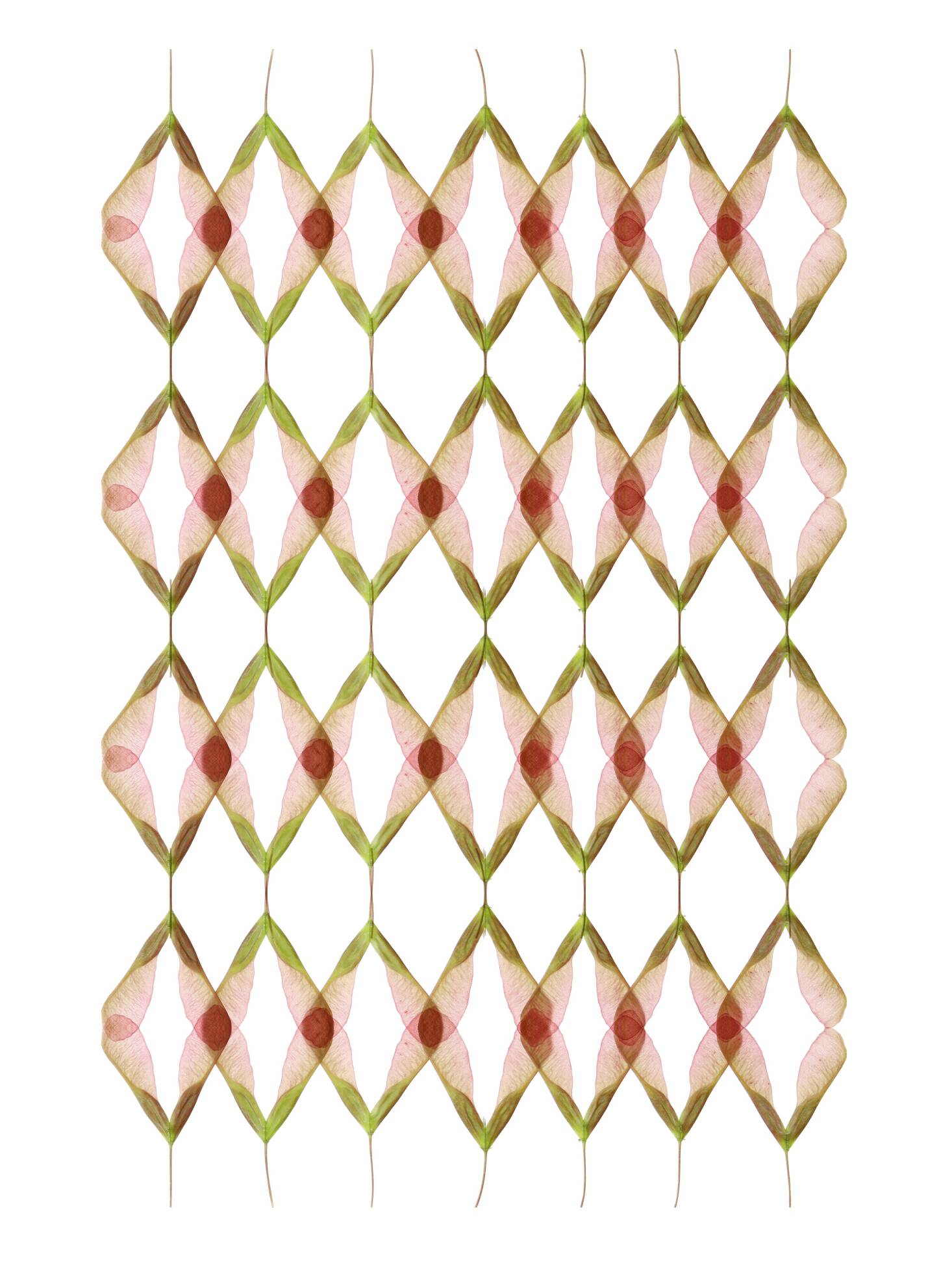 Still: The Art of Noticing by Mary Jo Hoffman: A Review