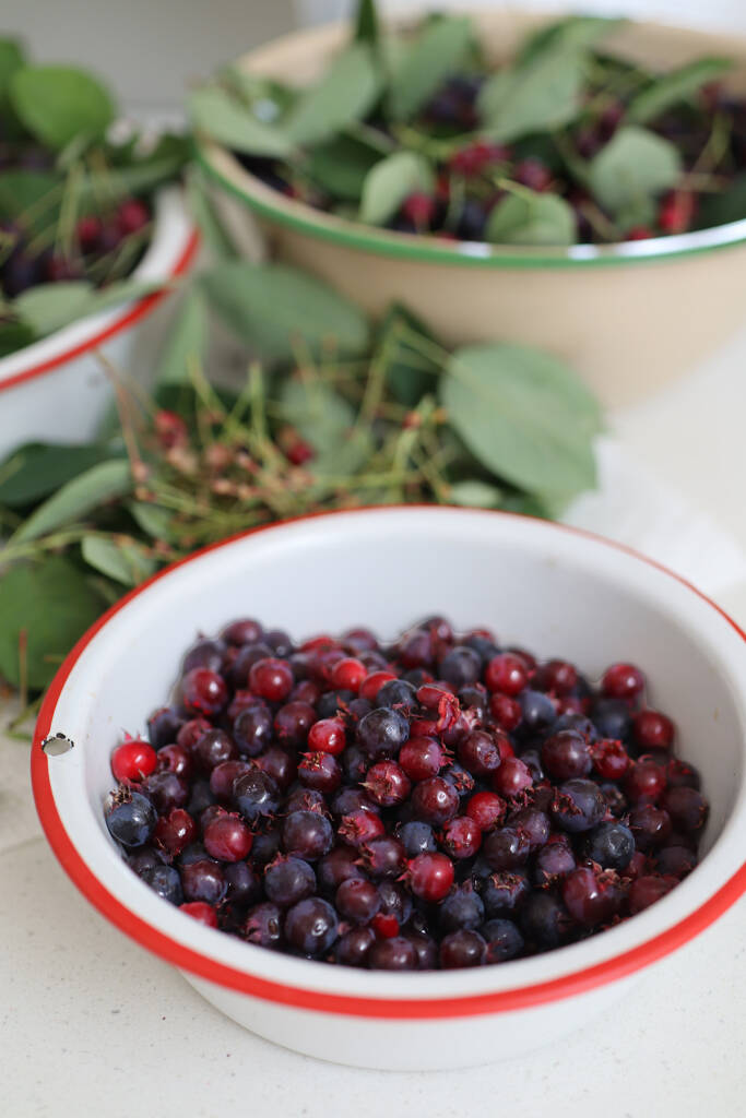 Serviceberry pie celebrates the start of summer berry season