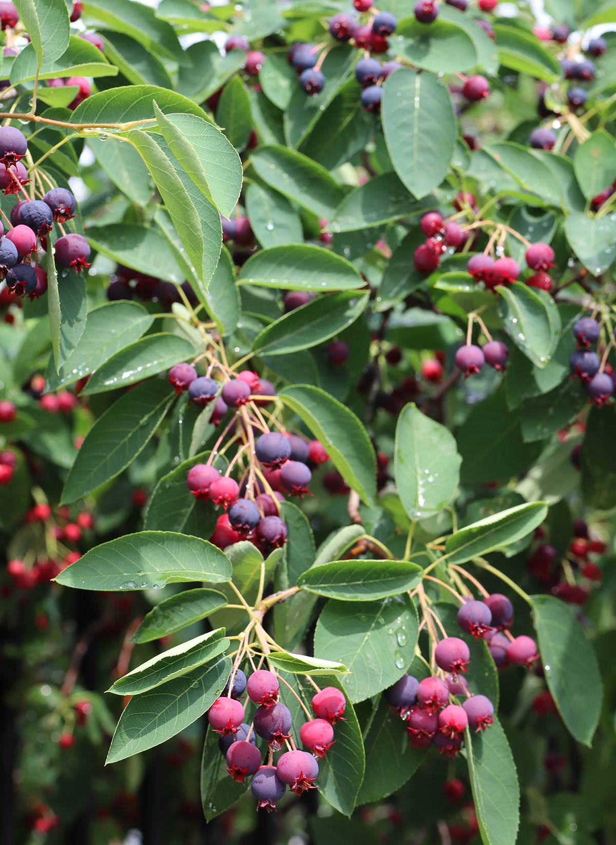 Invasive Nursery Plants to Avoid and the Native Plants to Grow Instead