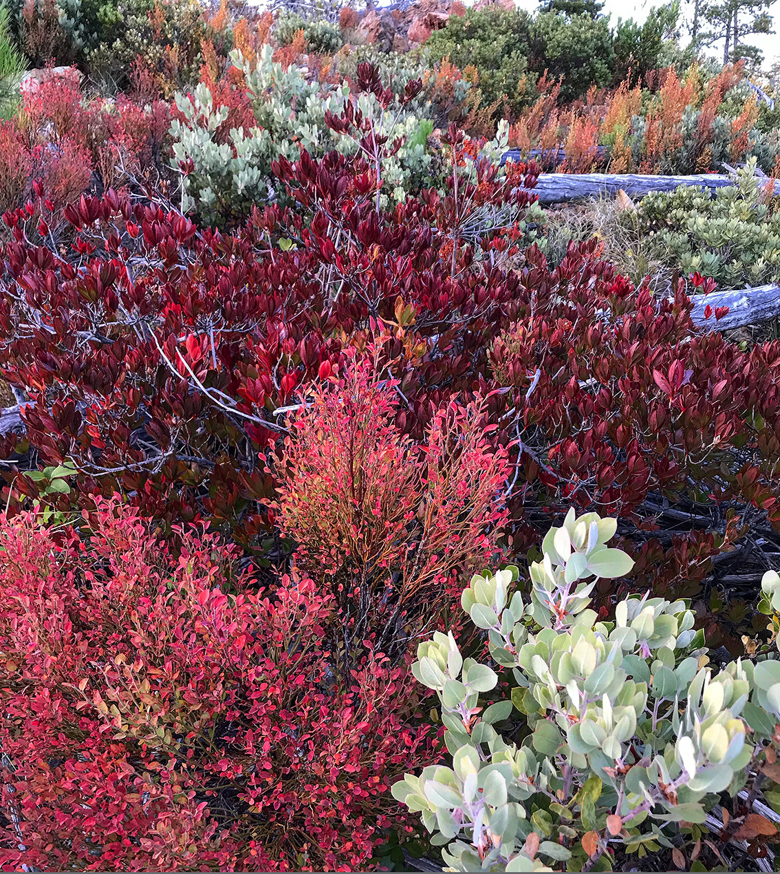 'Shrouded in Light': A New Book by Kevin Williams and Michael Guidi ...