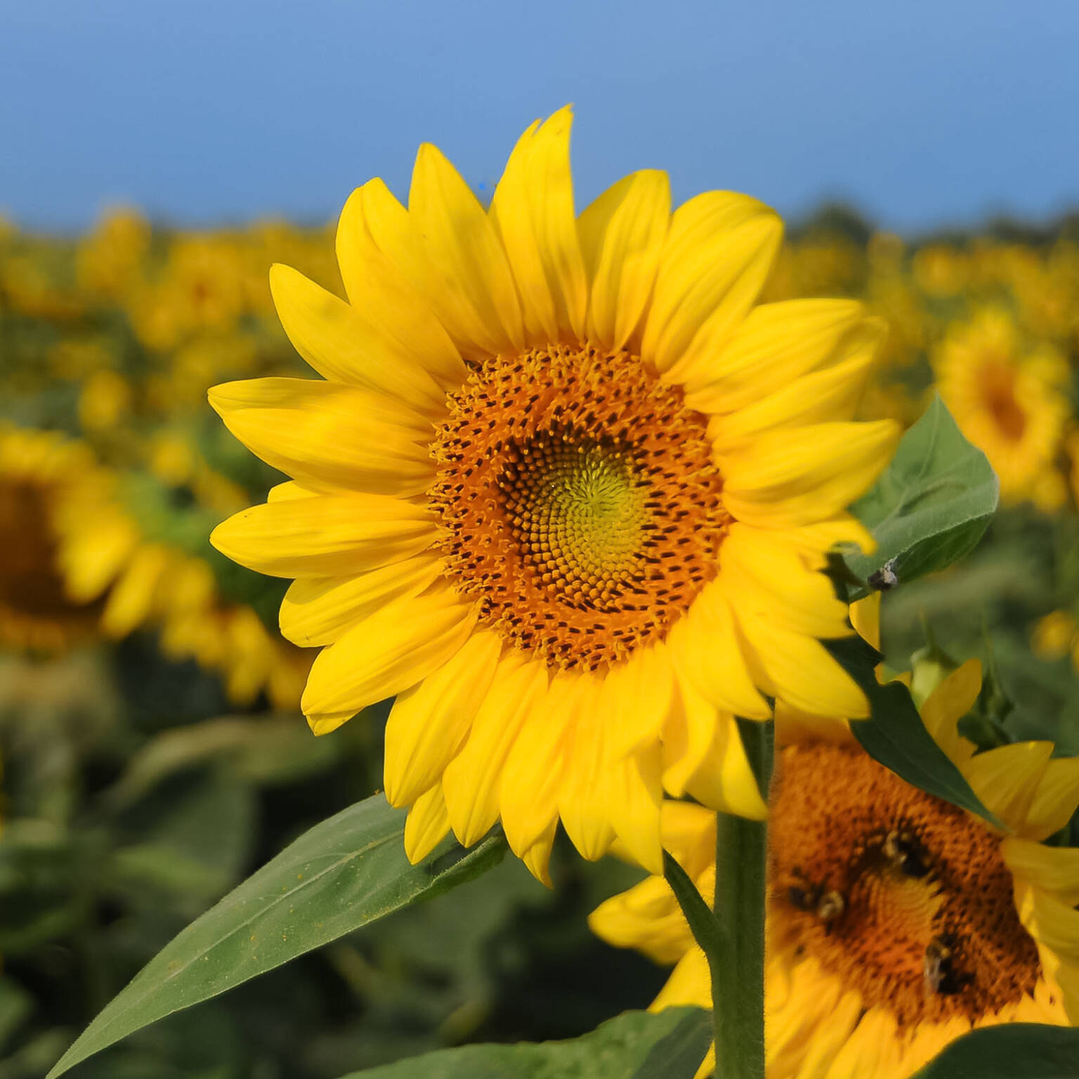 Our Favorite Flowers to Sow in June for an Autumn Bloom