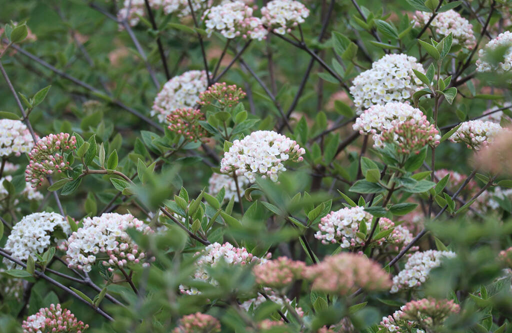 Best Viburnum Shrubs: Our List of 10 Flowering Bushes - ReportWire