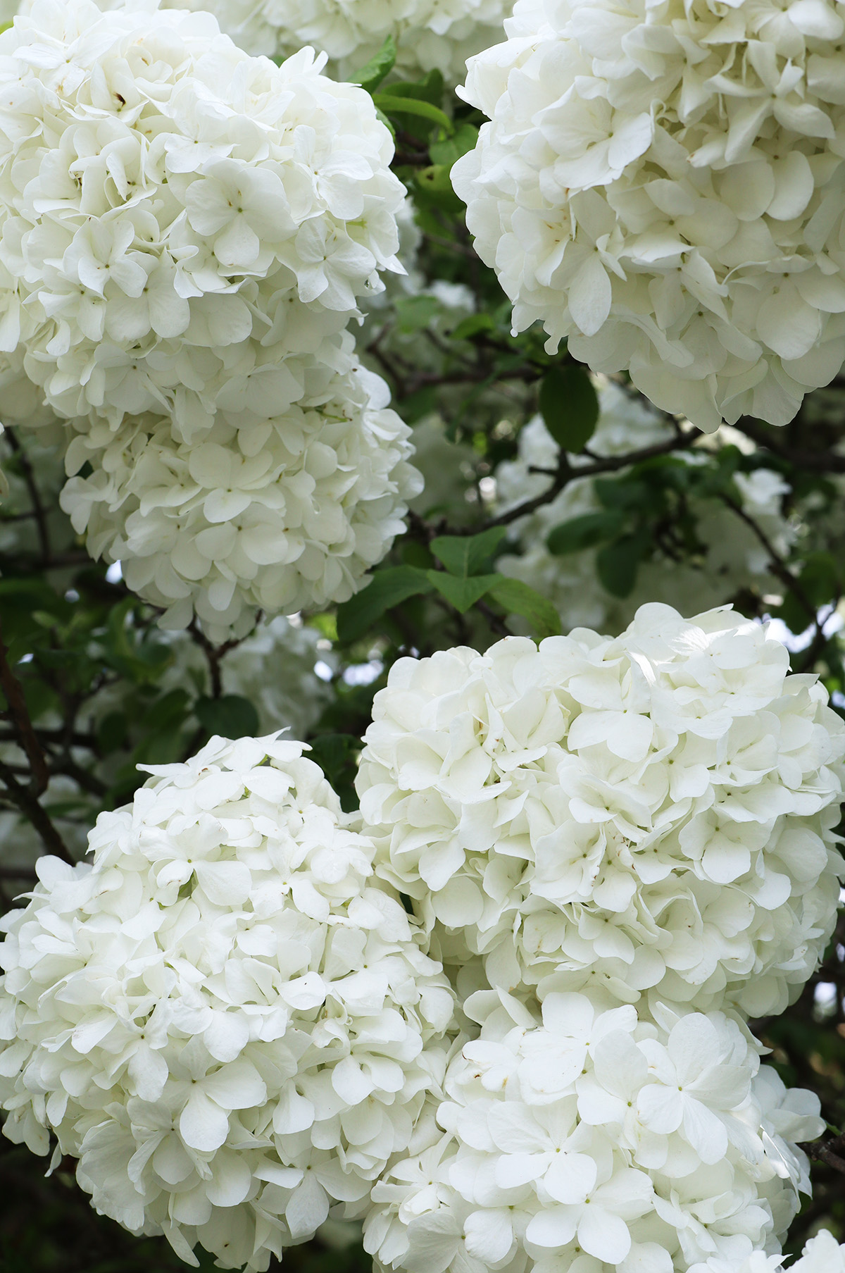 Best Viburnums: Our List of 10 Flowering Bushes