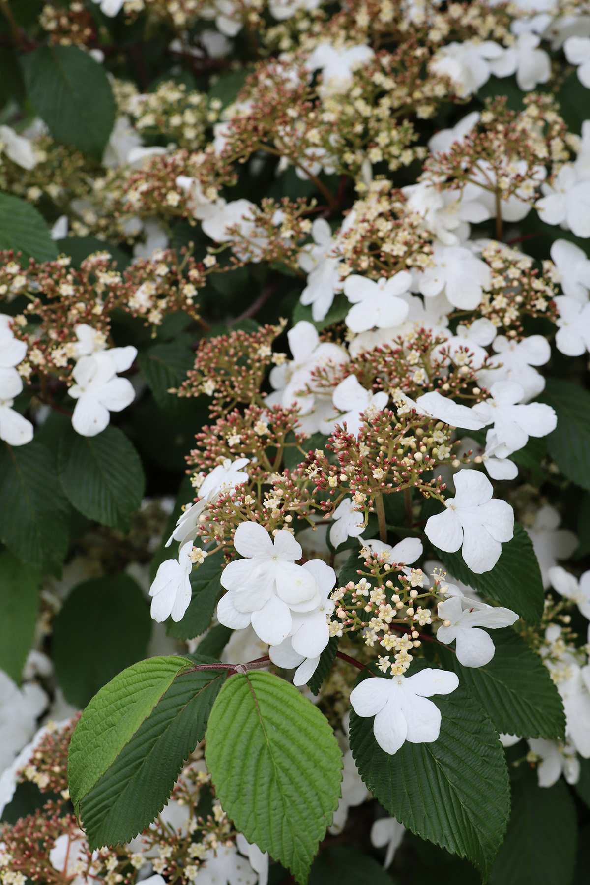 Best Viburnums: Our List of 10 Flowering Bushes