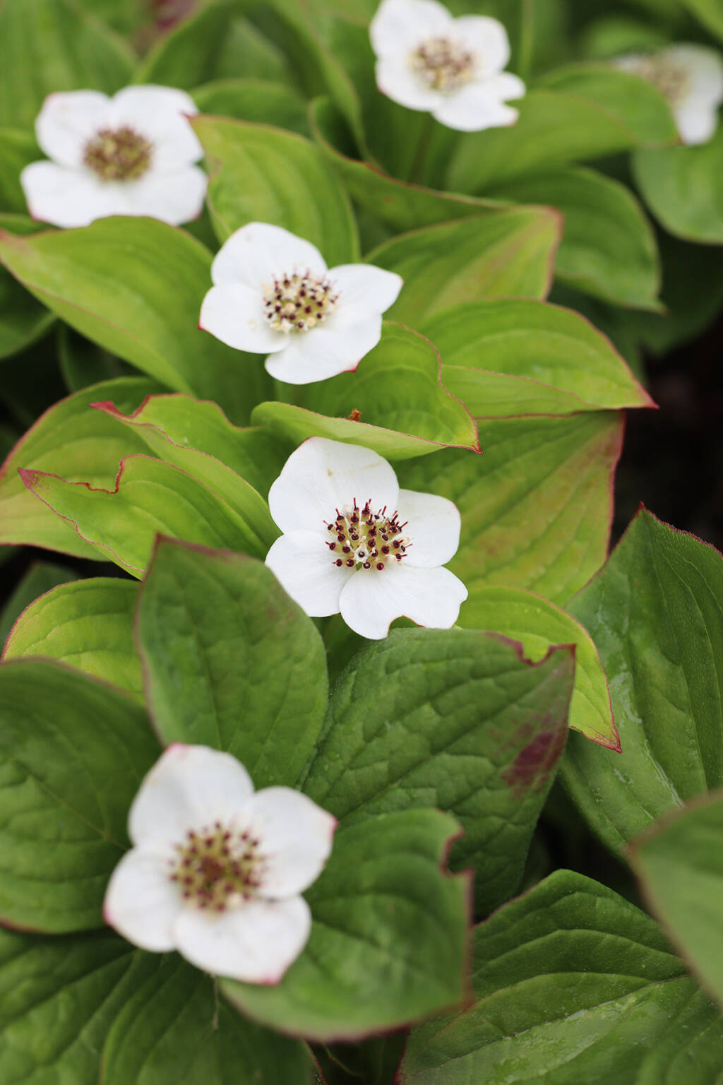 White Flowers: Our Favorite White Blooms to Bring a Garden to Life ...