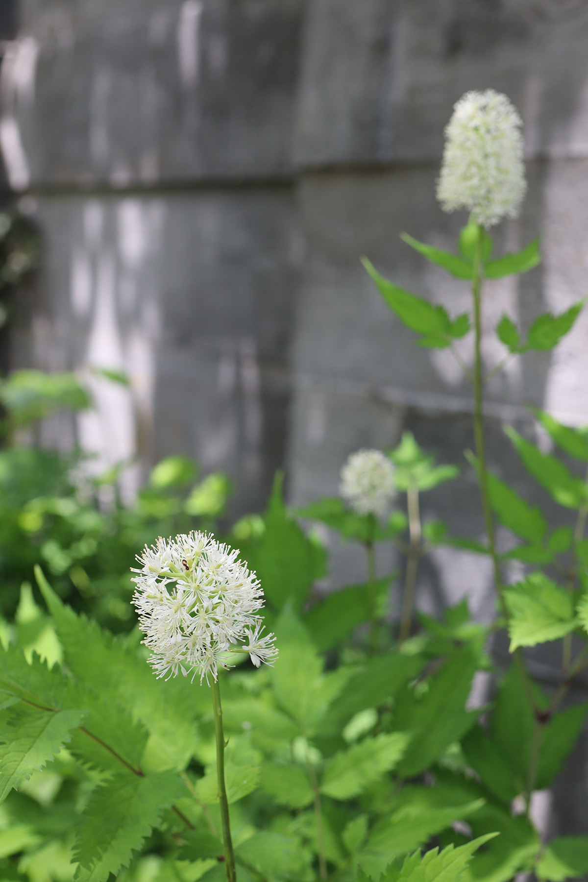 White Flowers: Our Favorite White Blooms to Bring a Garden to Life ...