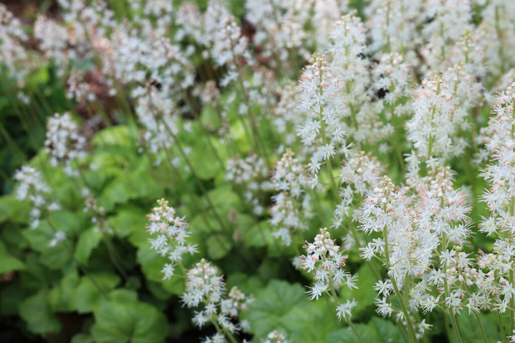 White Flowers: Our Favorite White Blooms to Bring a Garden to Life ...