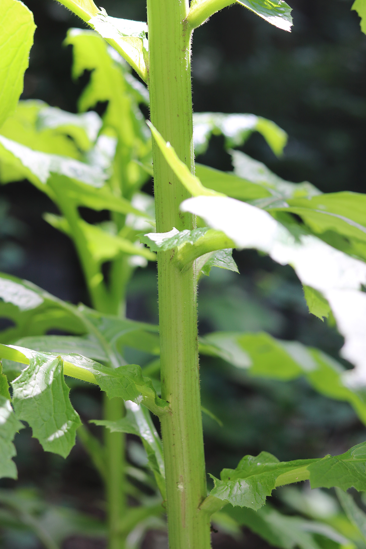 Wild Lettuce: A Delicious Foraged Vegetable that Makes an Outstanding ...