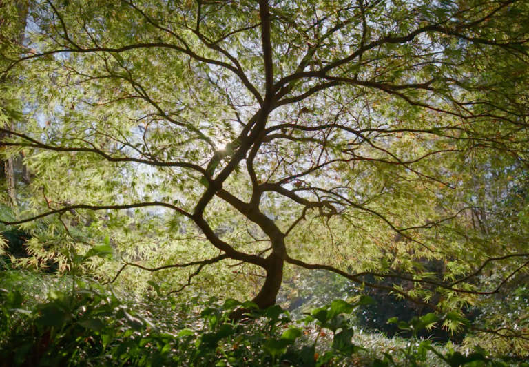 All Gardenista Garden Design Inspiration Stories in One Place