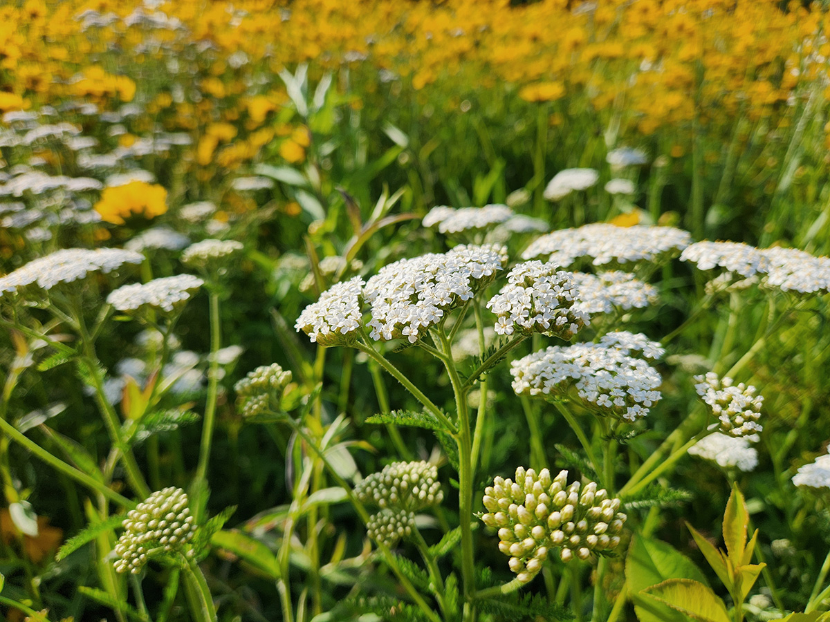 At Green-Wood Cemetery, Wildflower Meadows Replace Lawns