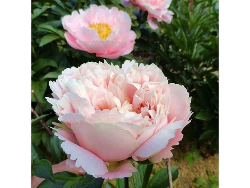 Nelda’s Joy Peony