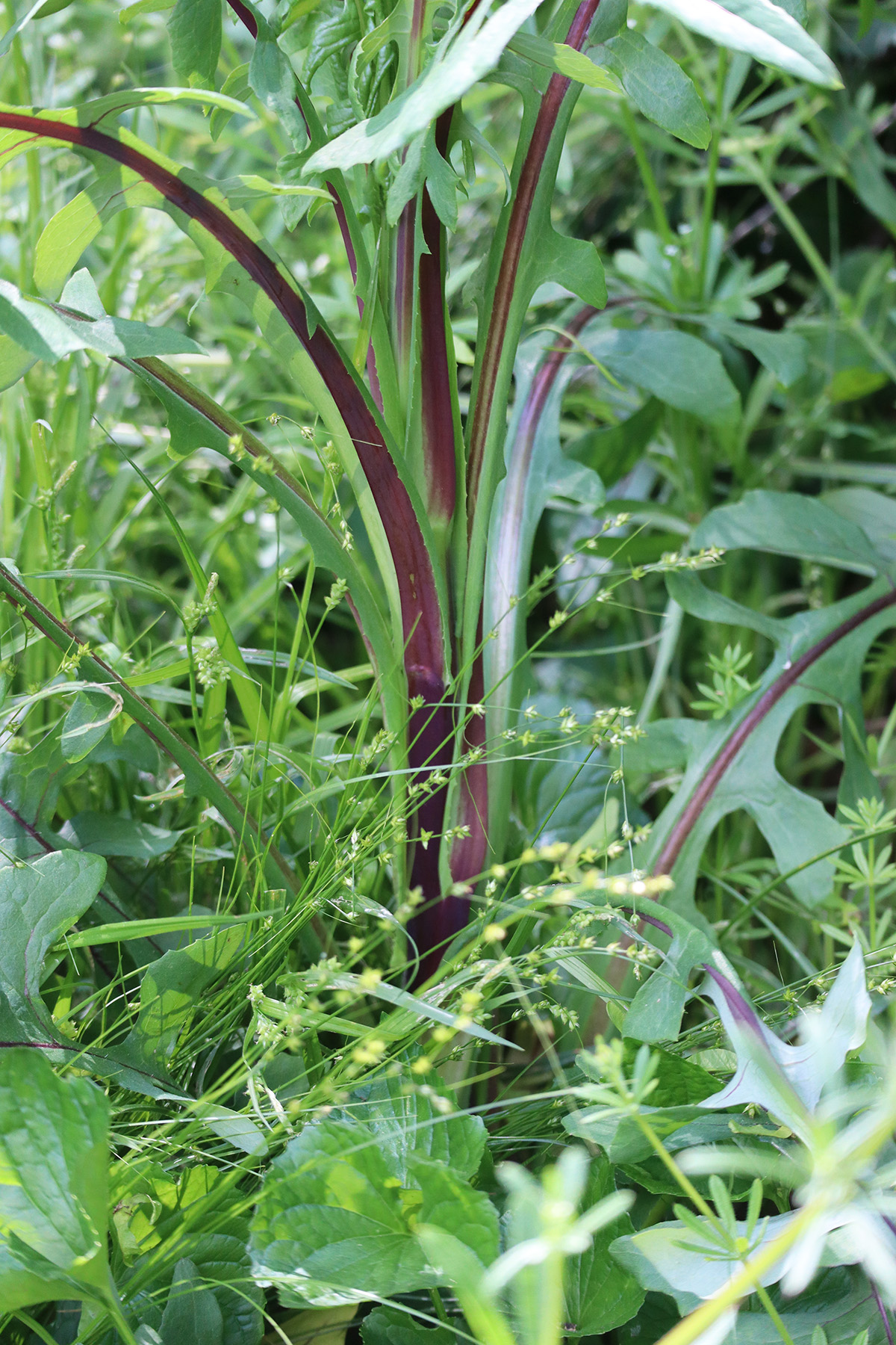 Wild Lettuce: A Delicious Foraged Vegetable that Makes an Outstanding ...