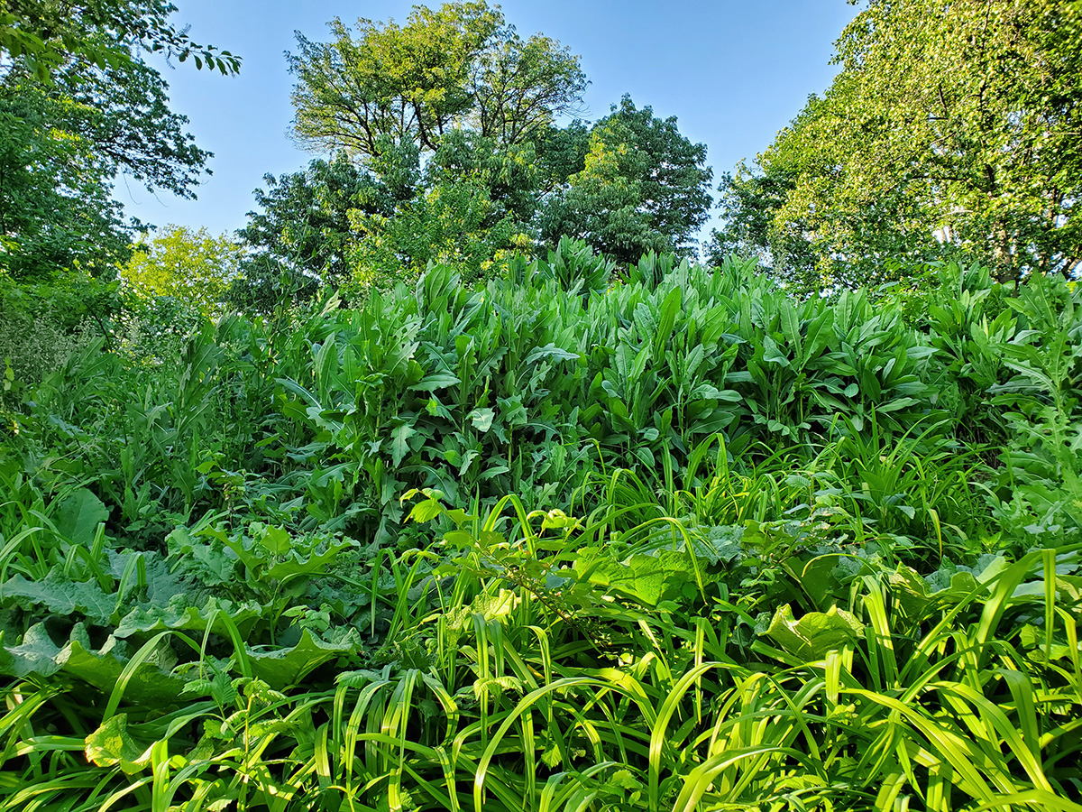 Wild Lettuce: A Delicious Foraged Vegetable that Makes an Outstanding ...