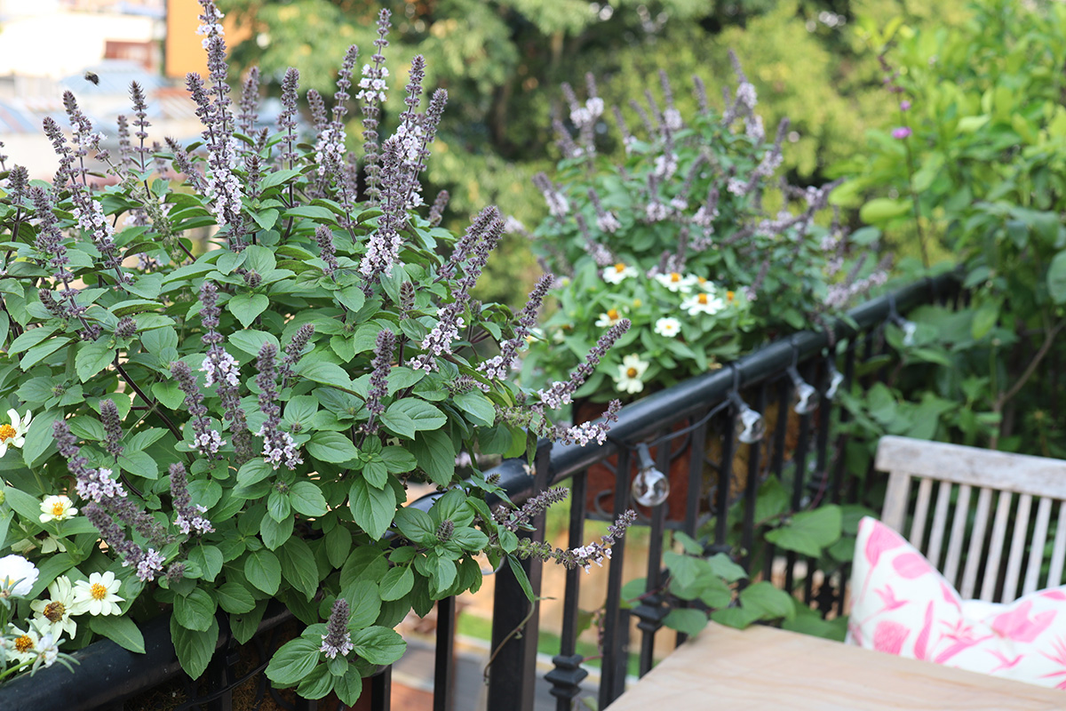 African Blue Basil: Long-Blooming and Beloved by Pollinators