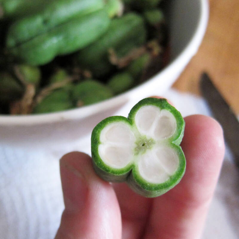 Joe Pye Weed: A Pollinator-Friendly Native Perennial