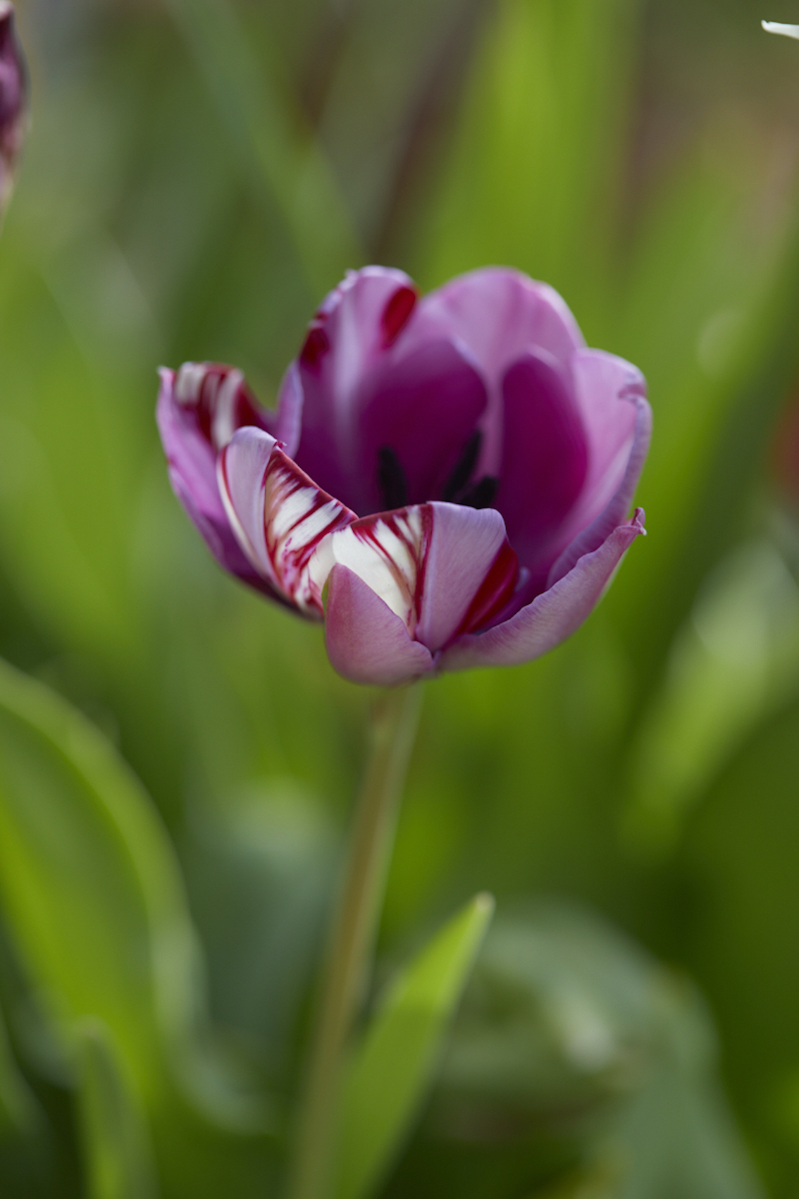 Confessions of a Tulip Addict: Britt Willoughby on the Appeal of ...