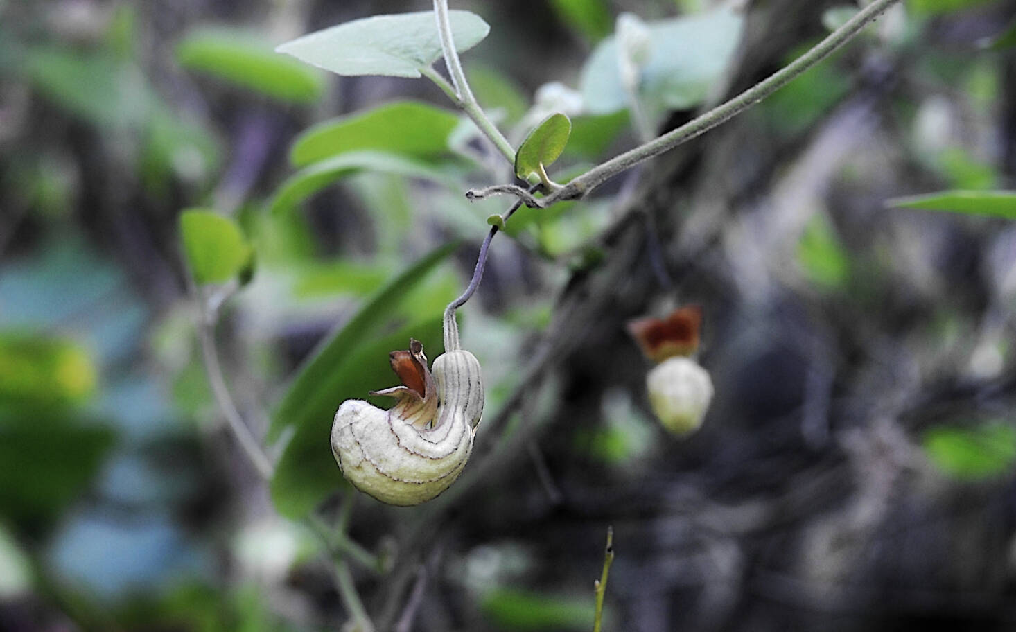 Native Vines: Experts Share Their Favorite Native Climbers
