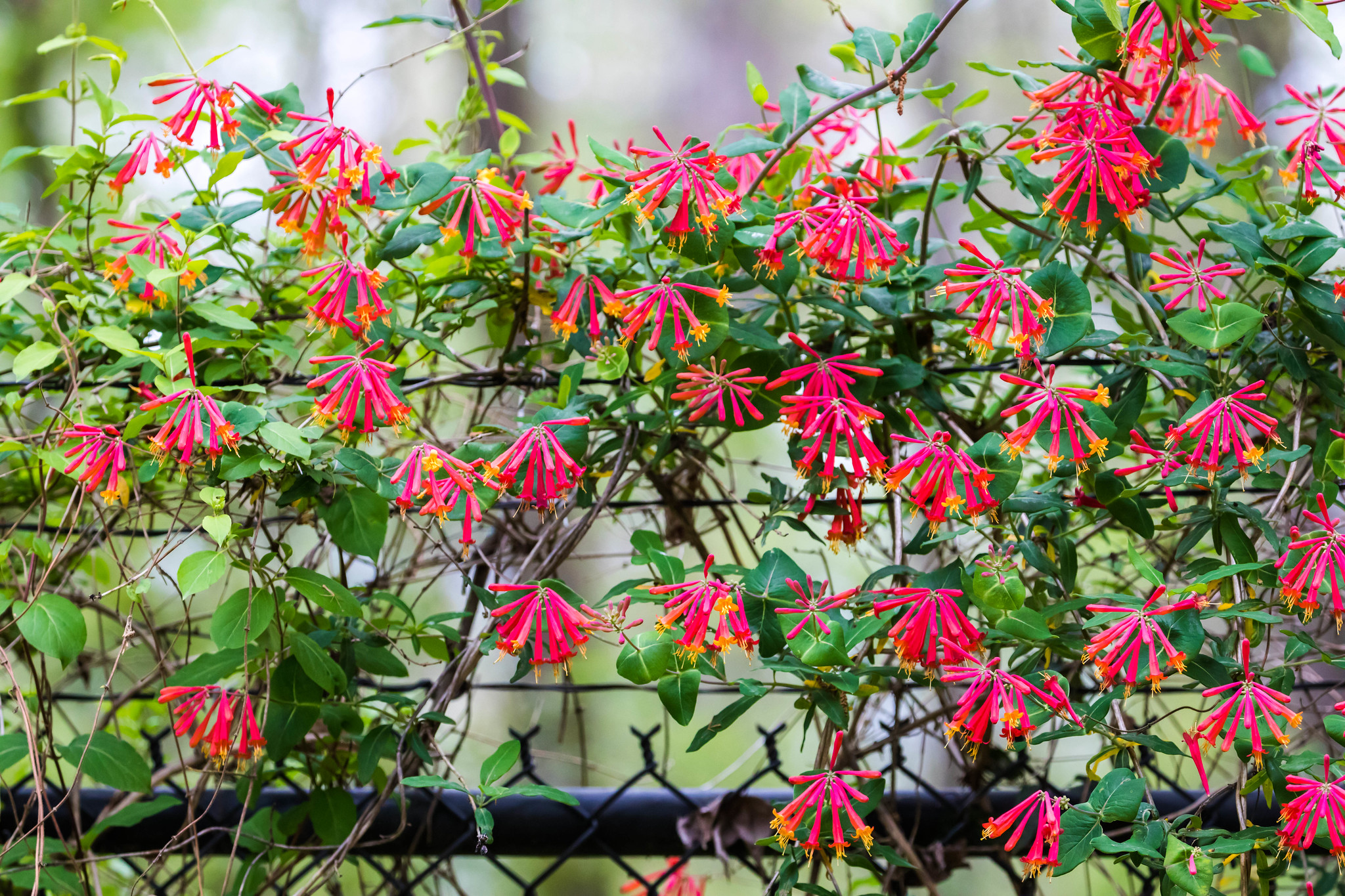 Native Vines: Experts Share Their Favorite Native Climbers