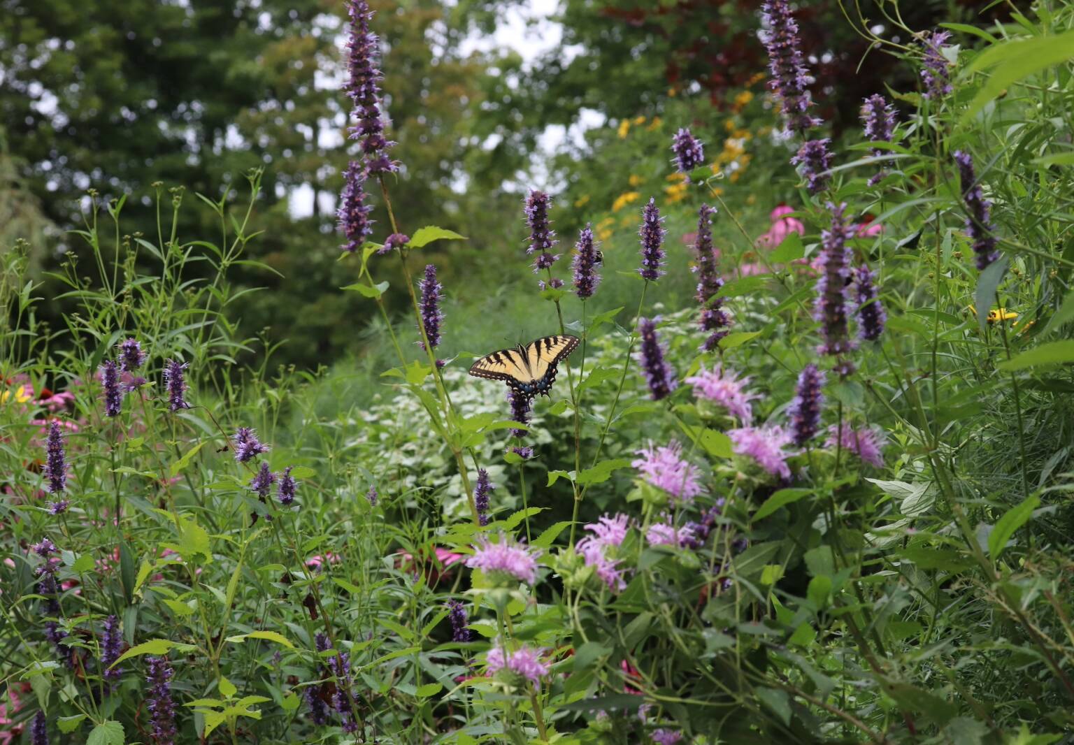 Agastache Growing Guide: Everything You Need to Know About Anise Hyssop ...