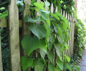 Native Vines: Experts Share Their Favorite Native Climbers