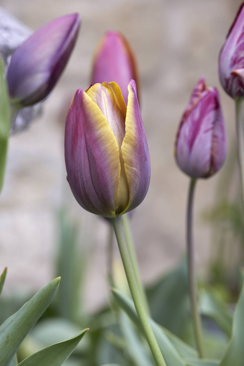 Confessions of a Tulip Addict: Britt Willoughby on the Appeal of ...