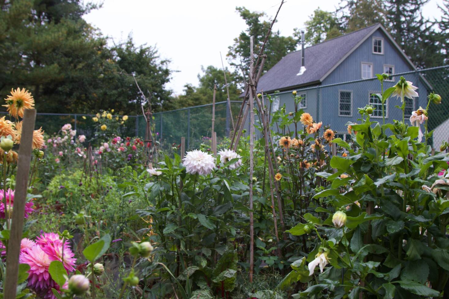Frances Palmer: An Interview with the Ceramicist and Flower Aficionado