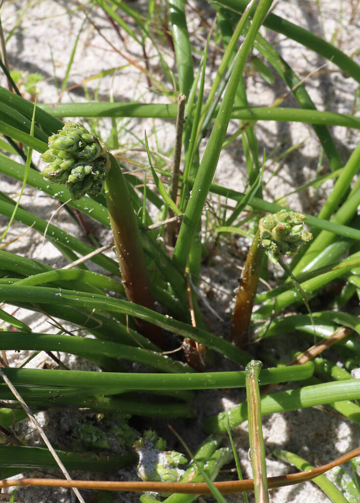 Veldkool: A Wild South African Vegetable that Can Be Foraged in the Spring