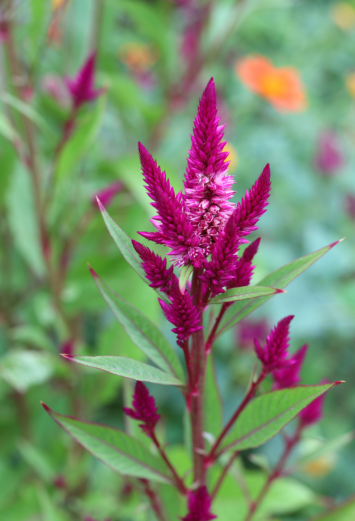 The Best Fall-Blooming Flowers Beyond Chrysanthemums