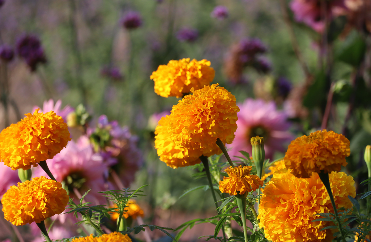 The Best Fall-Blooming Flowers Beyond Chrysanthemums