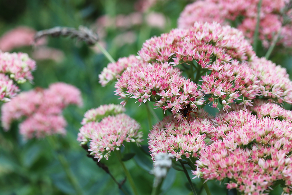 The Best Fall-Blooming Flowers Beyond Chrysanthemums