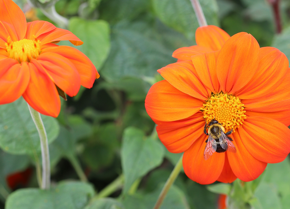 The Best Fall-Blooming Flowers Beyond Chrysanthemums